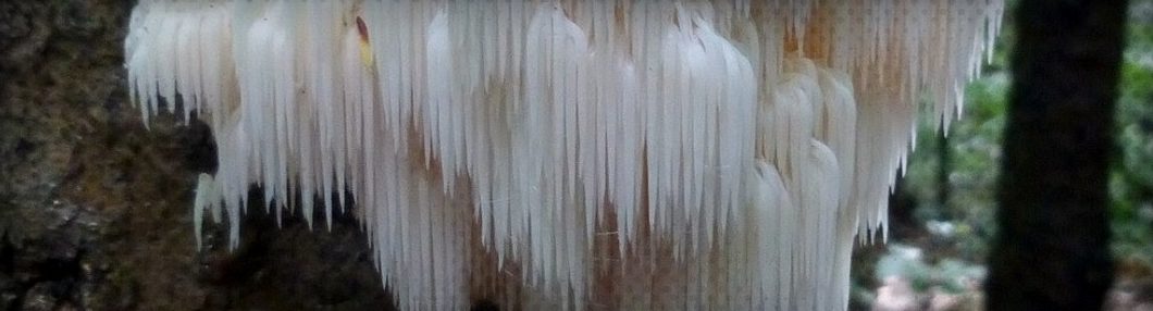 Bienfaits du champignon crinière de lion sur la santé - DrSoleil