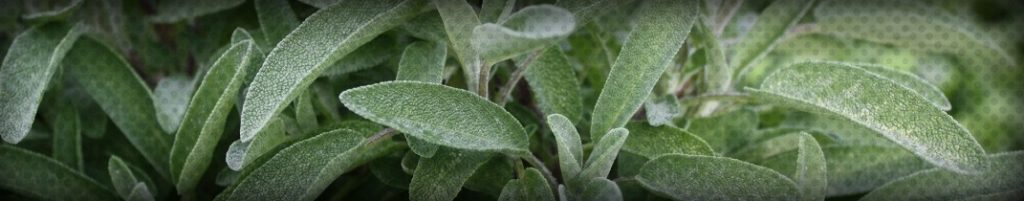 Bienfaits de la sauge sur la santé - DrSoleil