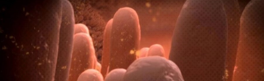 Bienfaits de l'acide chlorhydrique sur la santé - DrSoleil