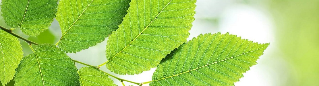 Bienfaits de l’orme rouge sur la santé - DrSoleil