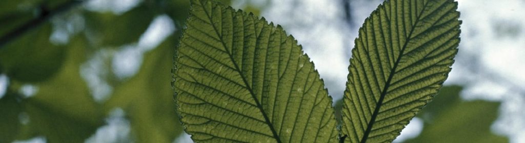 Bienfaits de l’orme rouge sur la santé - DrSoleil