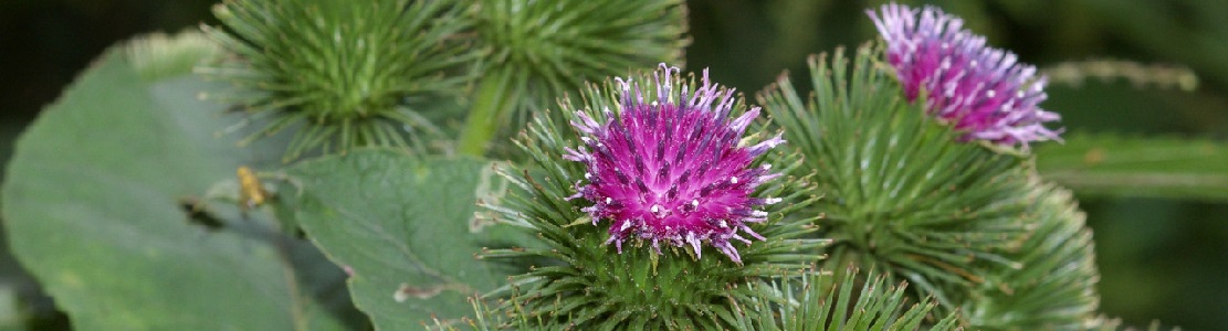 Bienfaits de la racine de bardane sur la santé - DrSoleil