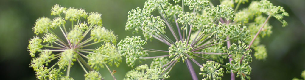 Bienfaits du Dong Quai sur la santé - DrSoleil
