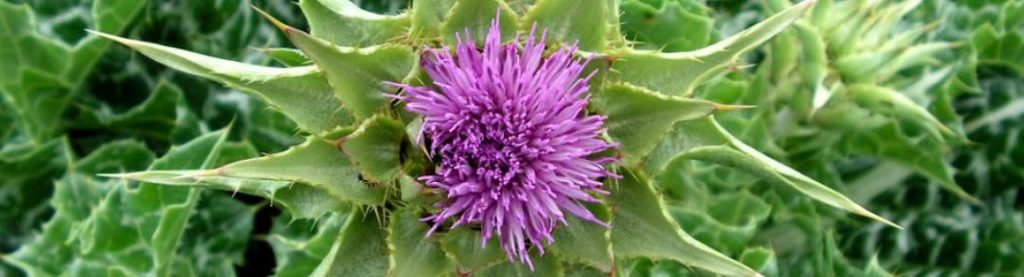 Bienfaits du chardon-Marie sur la santé - DrSoleil