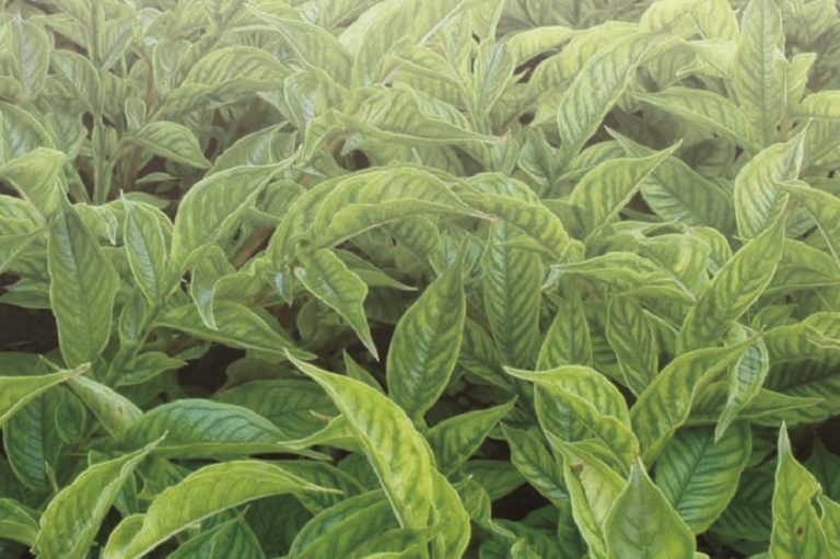 Bienfaits de l’orme rouge sur la santé - DrSoleil