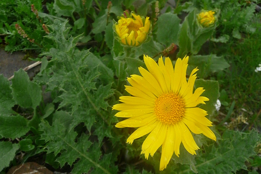 Bienfaits de l’orme rouge sur la santé - DrSoleil