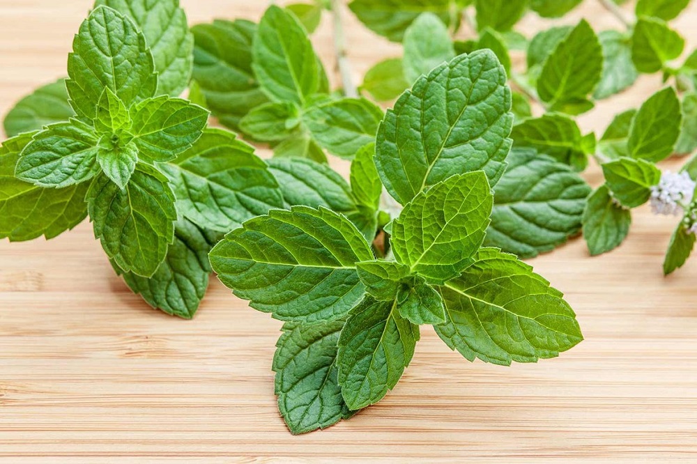 Bienfaits de la menthe poivrée sur la santé - DrSoleil