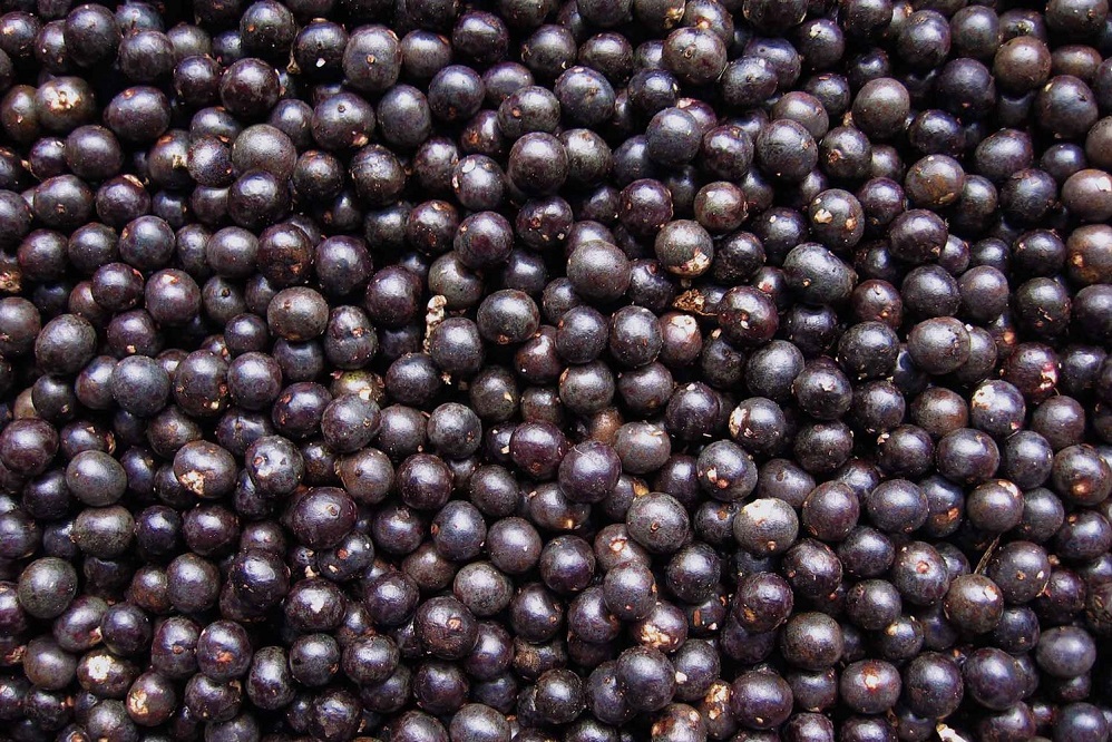 Bienfaits des baies de maqui sur la santé - DrSoleil