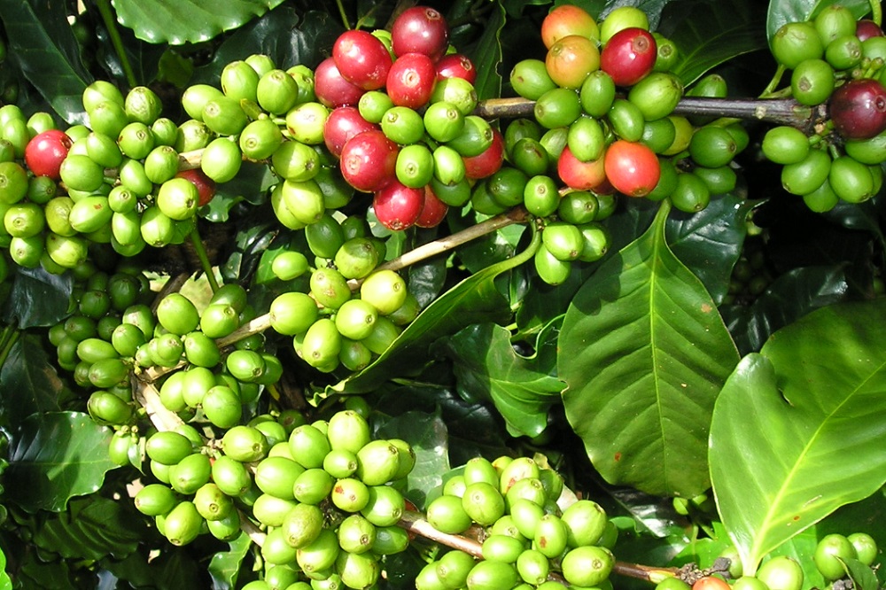 Bienfaits de l’orme rouge sur la santé - DrSoleil