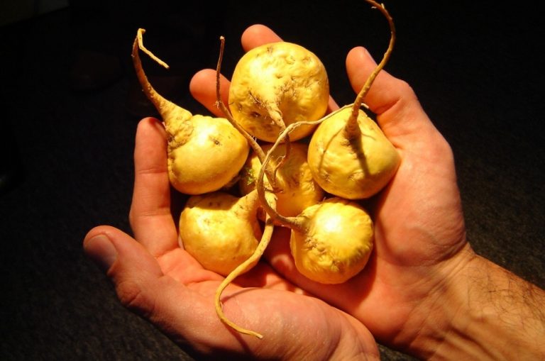 Bienfaits de la racine de maca sur la santé - DrSoleil