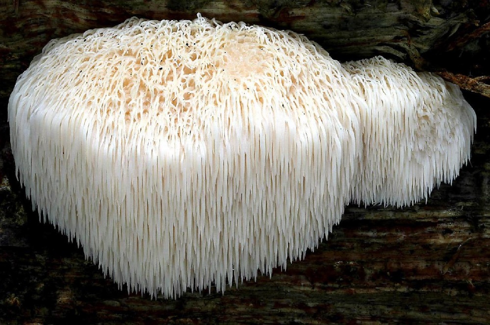 Bienfaits du champignon crinière de lion sur la santé - DrSoleil