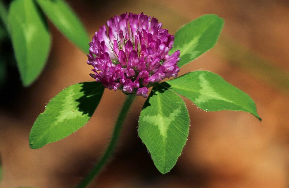 Bienfaits du trèfle rouge sur la santé - DrSoleil