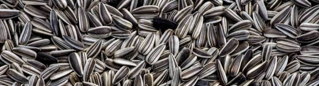 Bienfaits des graines de tournesol sur la santé - DrSoleil