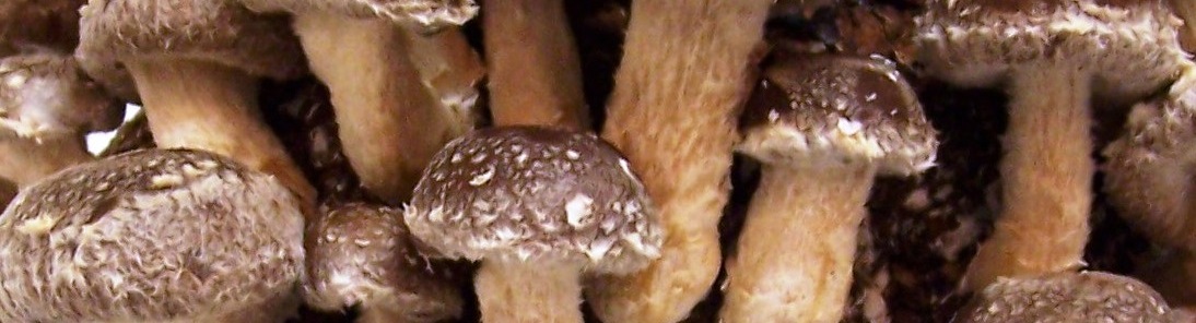 Bienfaits du champignon shiitake sur la santé - DrSoleil