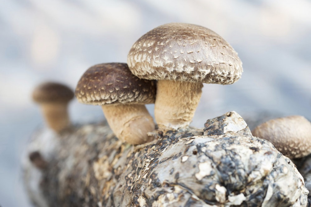 Bienfaits du champignon shiitake sur la santé - DrSoleil