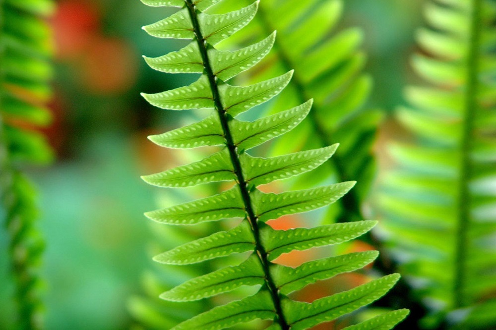 Bienfaits du Polypodium leucotomos sur la santé - DrSoleil