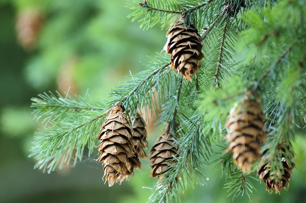 Bienfaits du pycnogénol sur la santé - DrSoleil