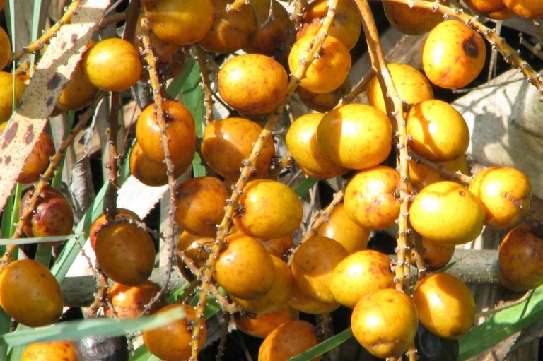 Le palmier nain affecte-t-il la testostérone ? - DrSoleil