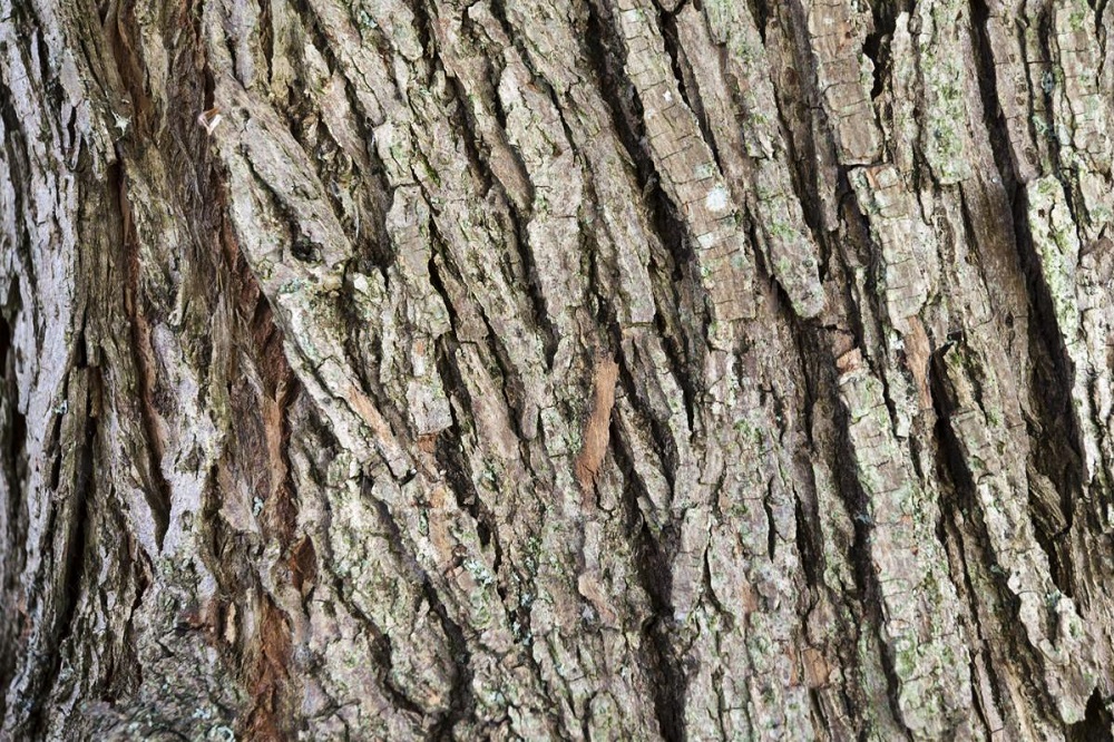 Capacités thérapeutiques de l'écorce d'orme rouge - DrSoleil