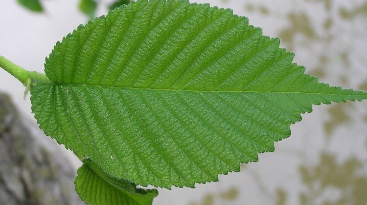 Bienfaits de l’orme rouge sur la santé - DrSoleil