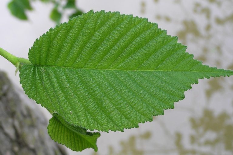L'orme rouge pour la constipation et le SCI (syndrome du côlon ...