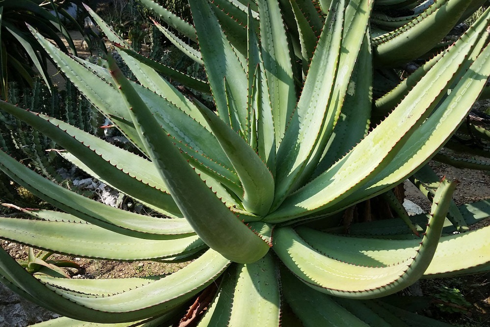 Qu'est-ce que l'aloe ferox (aloès du Cap) ? - DrSoleil