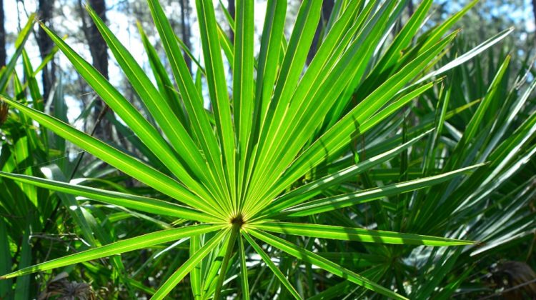 Bienfaits de l’orme rouge sur la santé - DrSoleil
