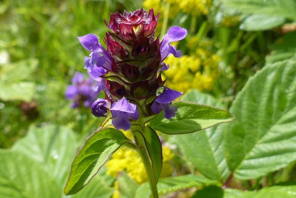 Bienfaits de la brunelle commune sur la santé - DrSoleil