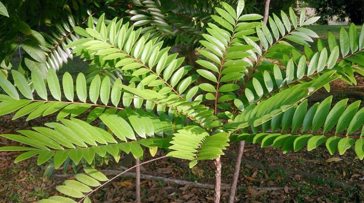 Bienfaits de l’orme rouge sur la santé - DrSoleil